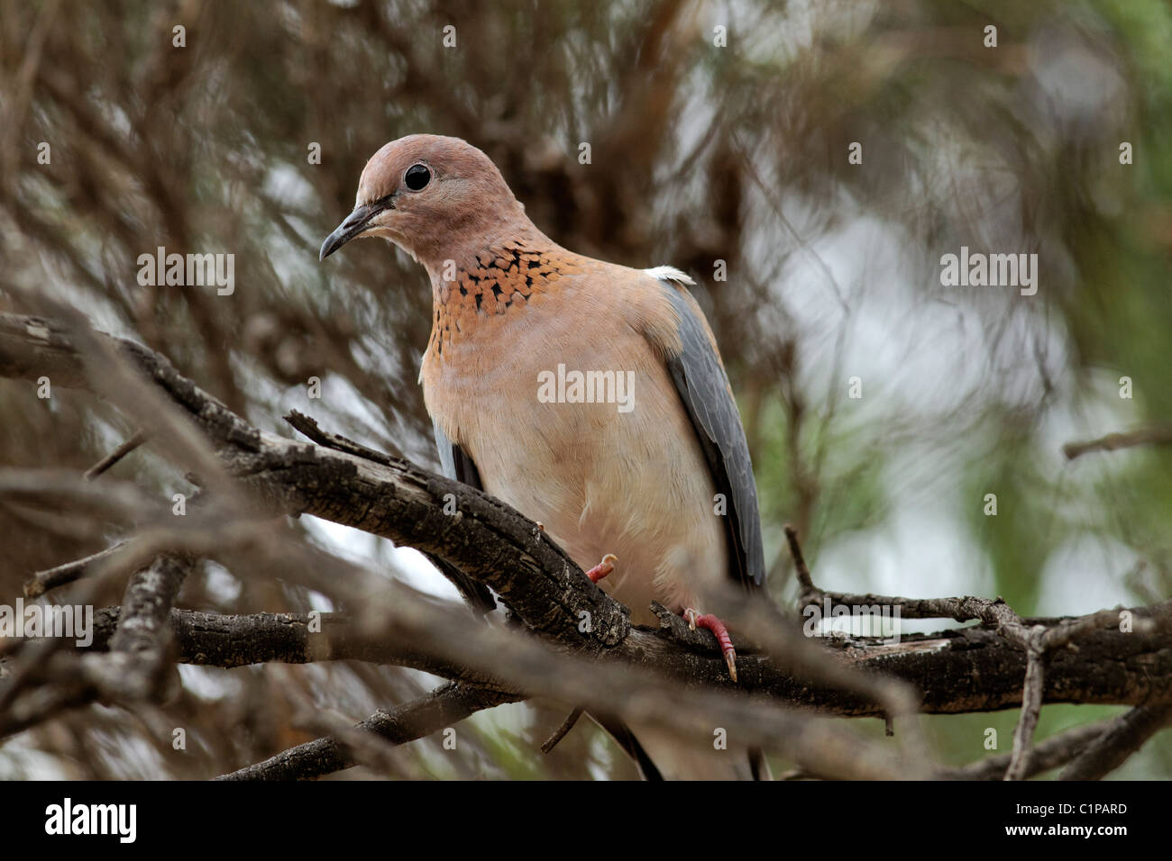 Laughing Turtle-Dove ( Streptopelia senegalensis ) in a tree, Dongara ...