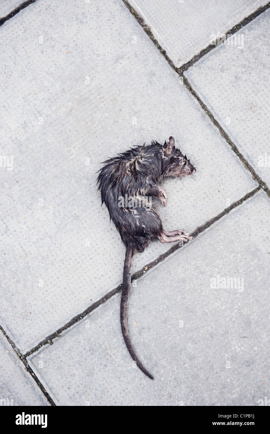 Dead rat on pavement Stock Photo - Alamy