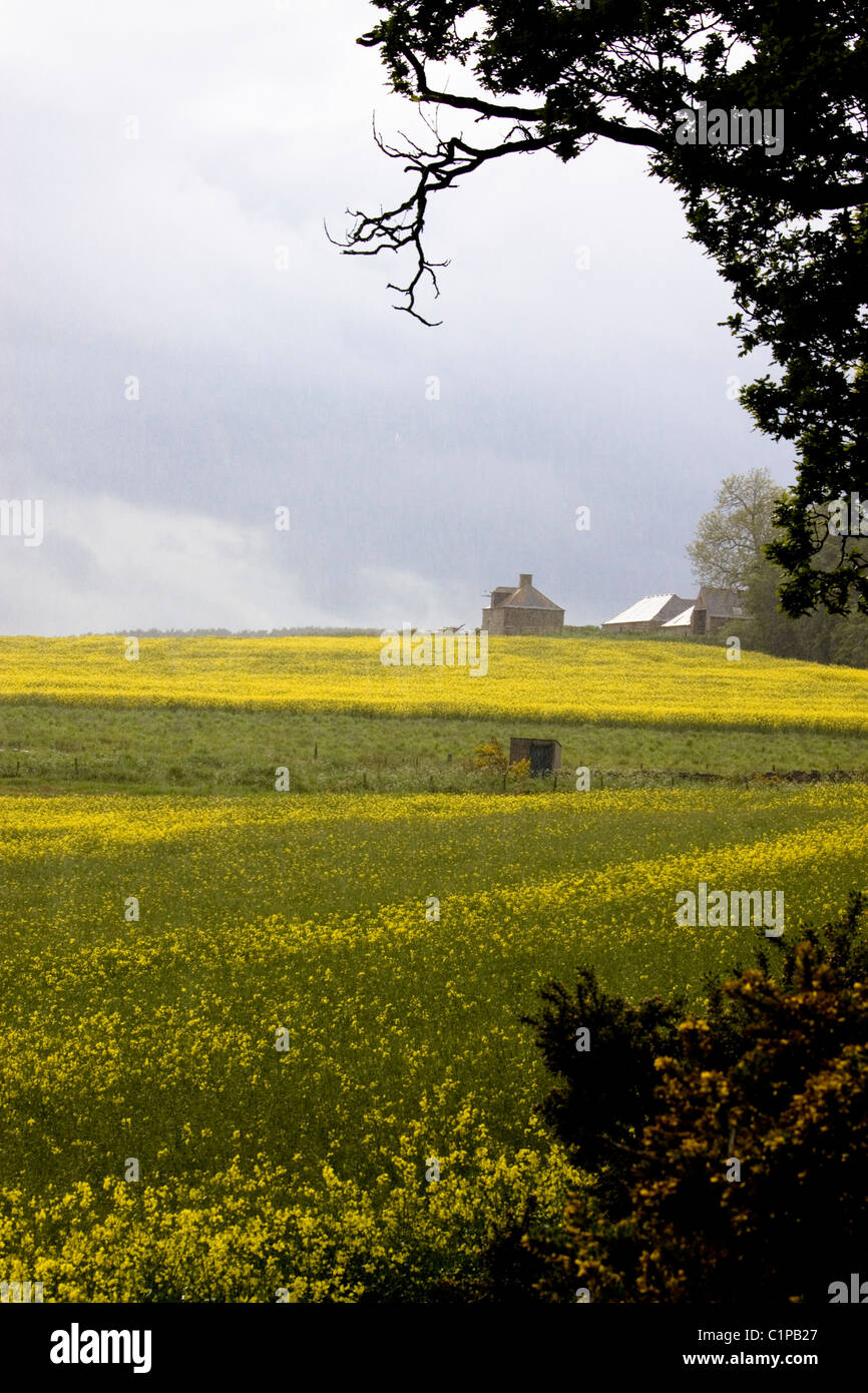 Scotland, Alford, storm clouds over rapeseed fields Stock Photo - Alamy