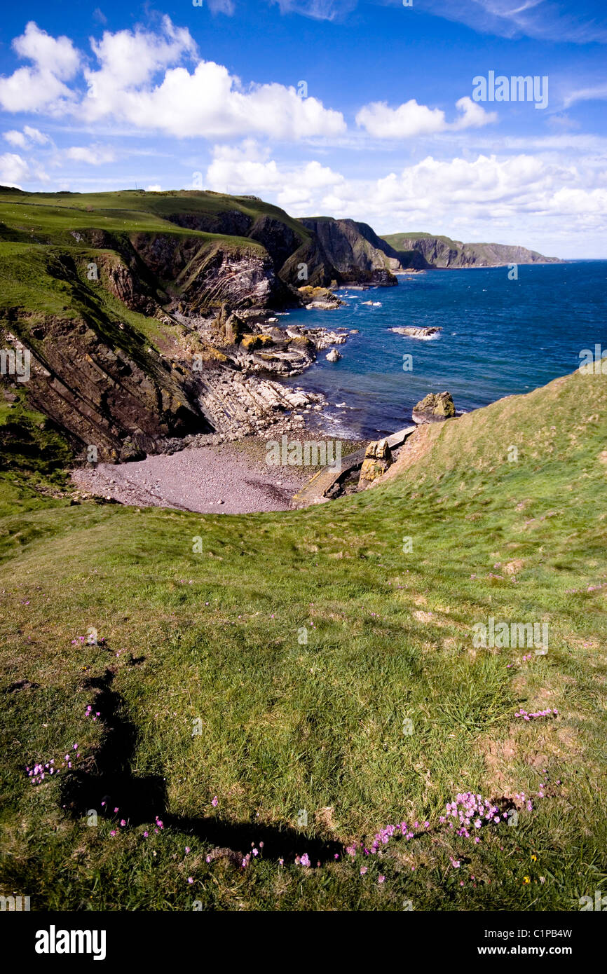 Scotland, St Abbs Head, headland on coastline Stock Photo - Alamy