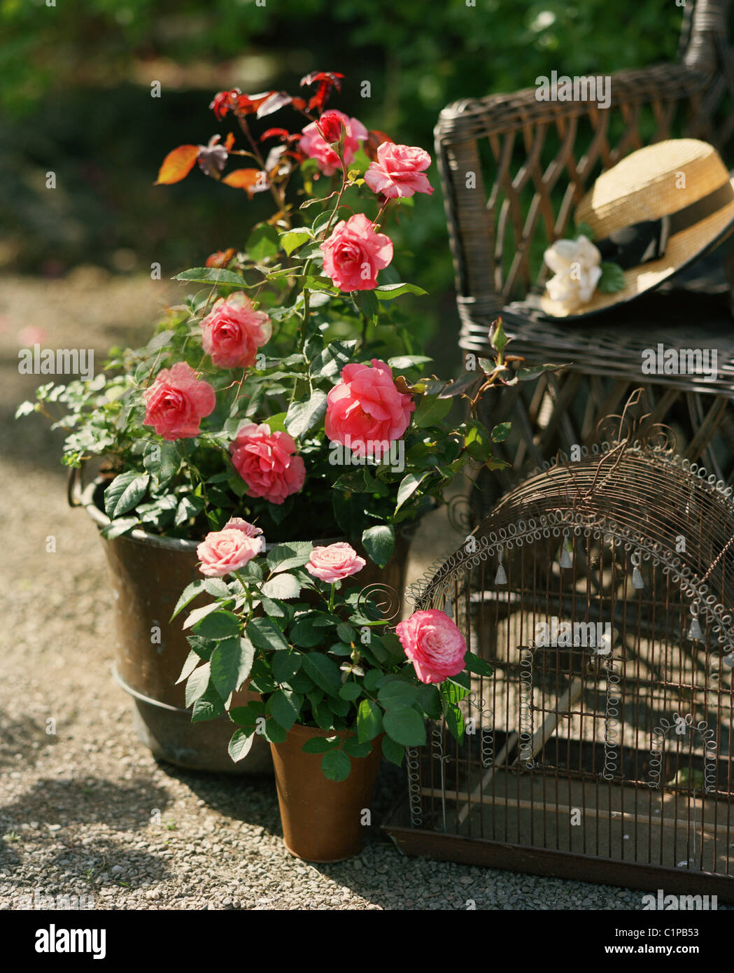 Potted rose hi-res stock photography and images - Alamy
