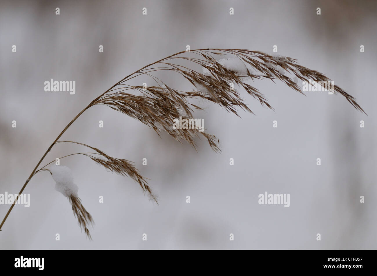 Cane Reed High Resolution Stock Photography and Images - Alamy