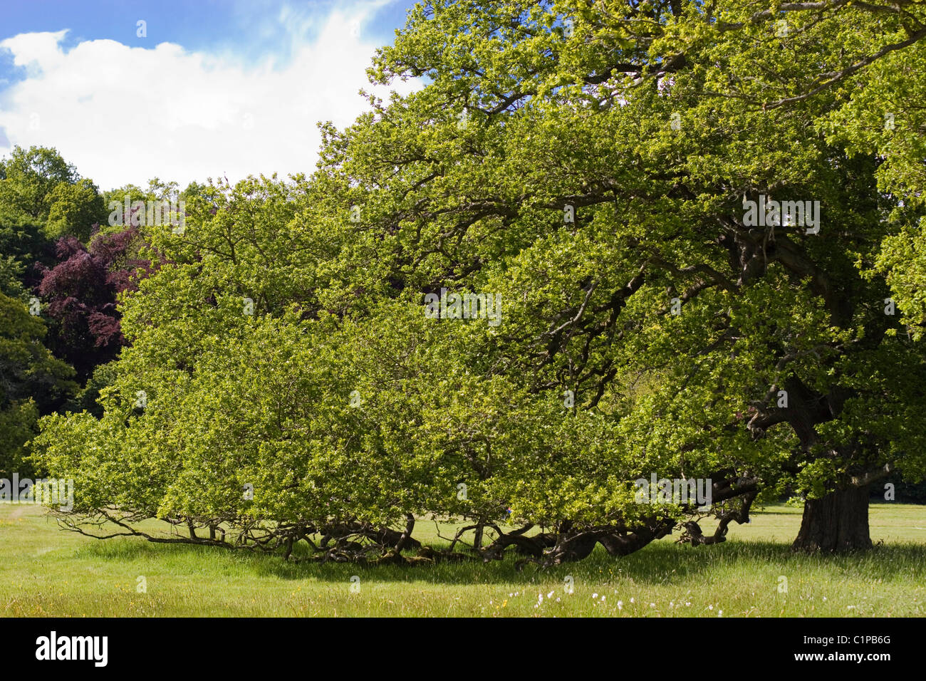 Scotland, Lothian and Borders, ancient oak tree in grounds of Floors ...