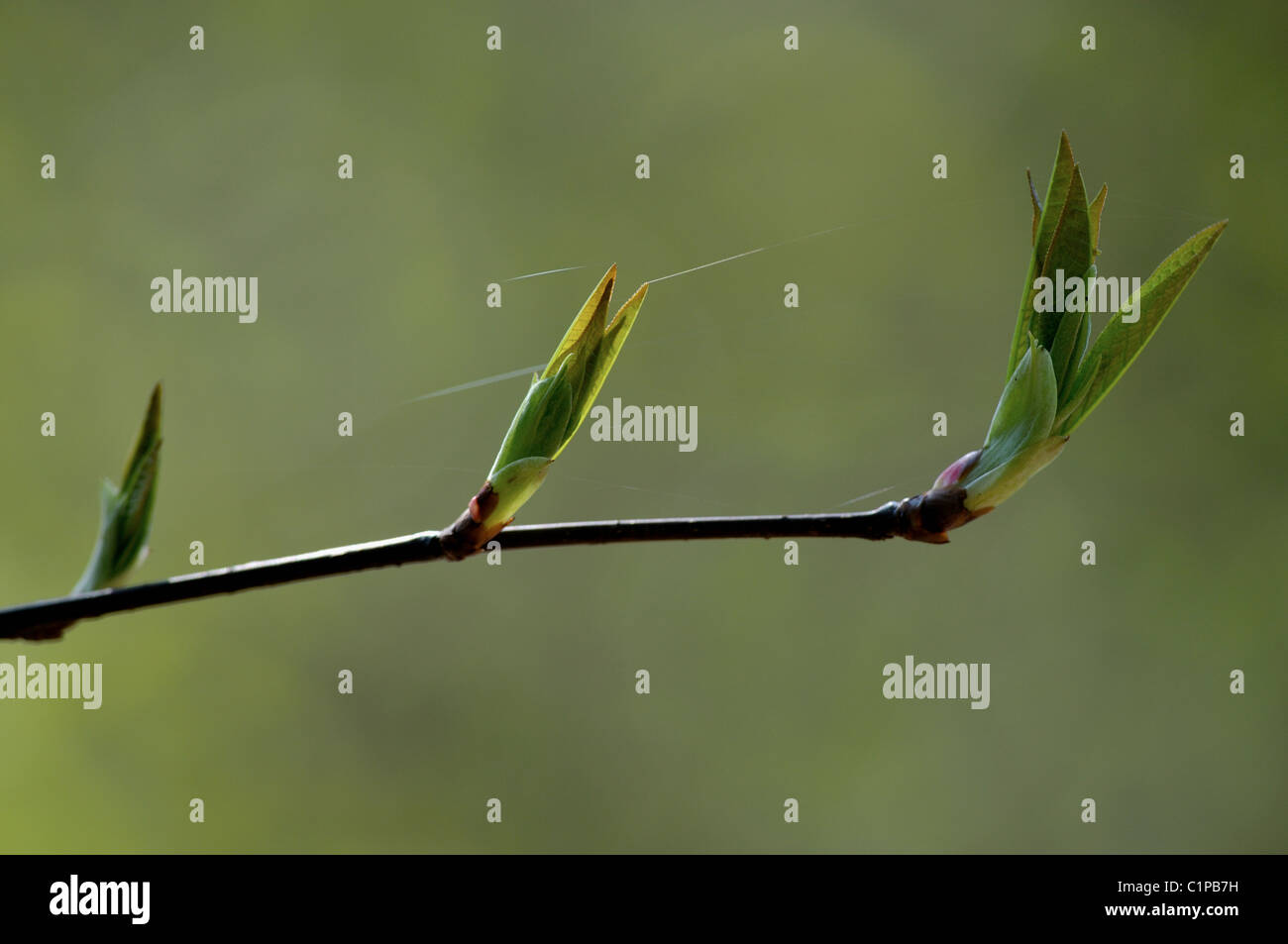 New leaves in spring Stock Photo - Alamy
