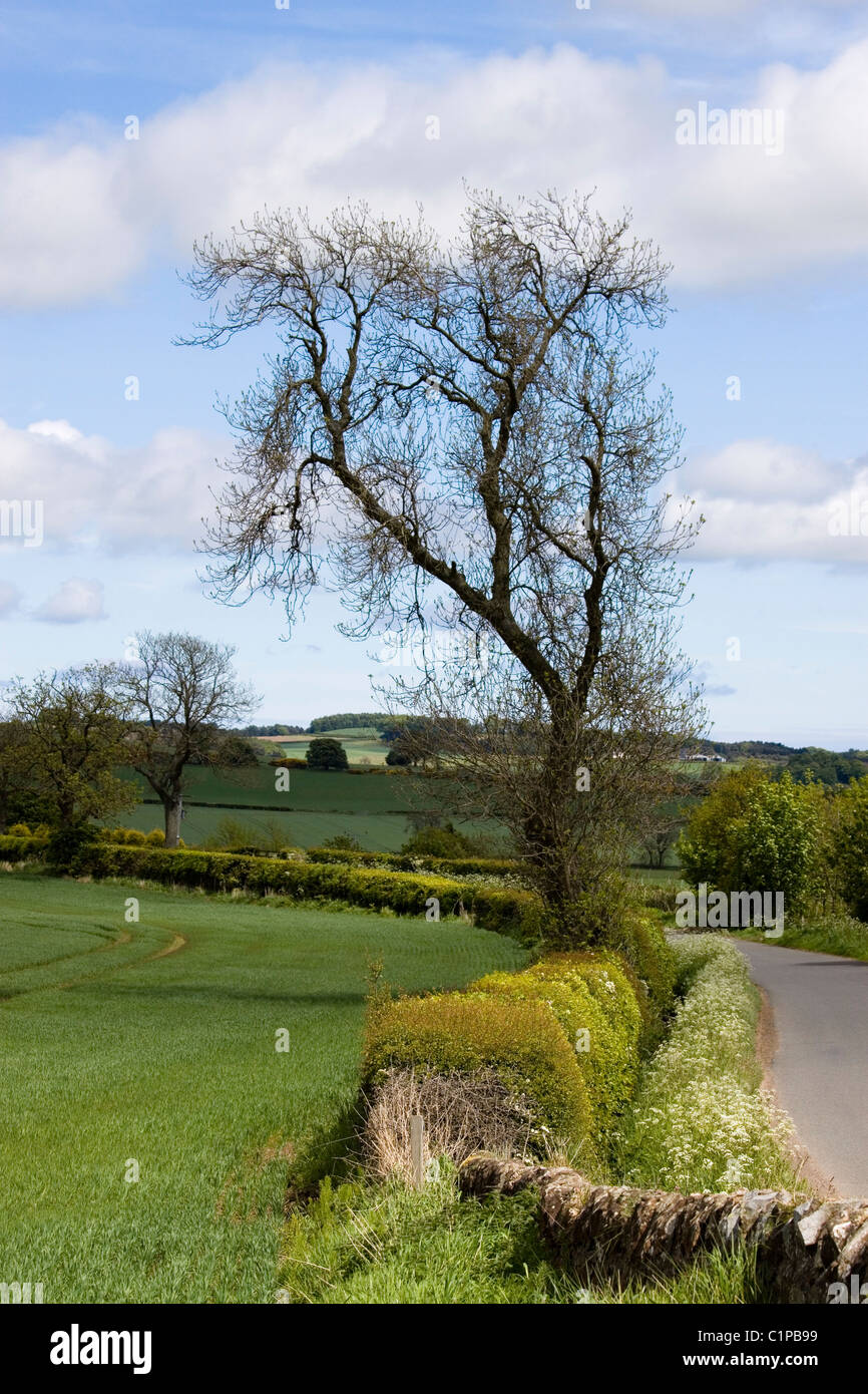 Scotland, Fife, countryside and lane Stock Photo - Alamy
