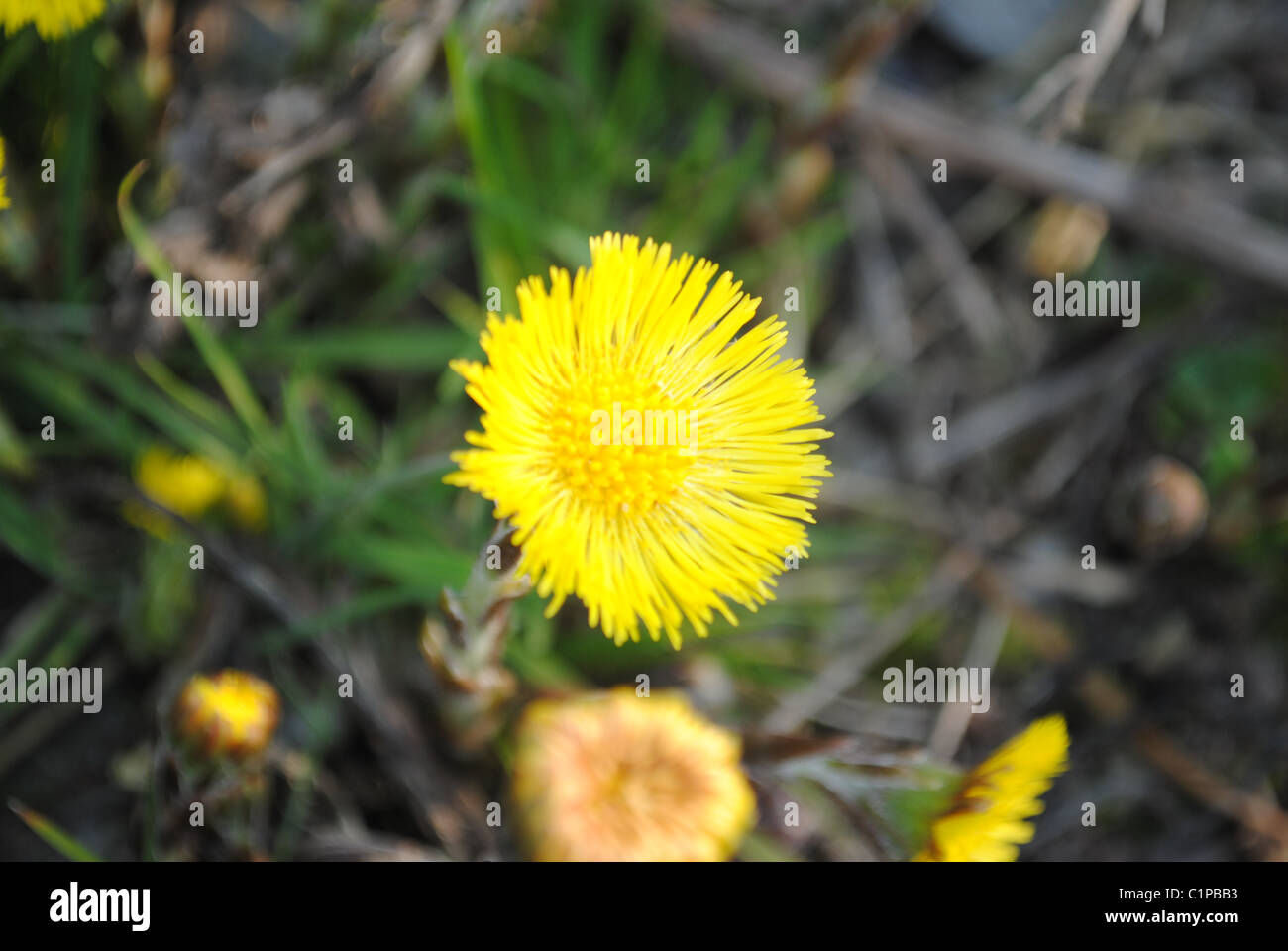 Yellow flower pointing upwards Stock Photo - Alamy