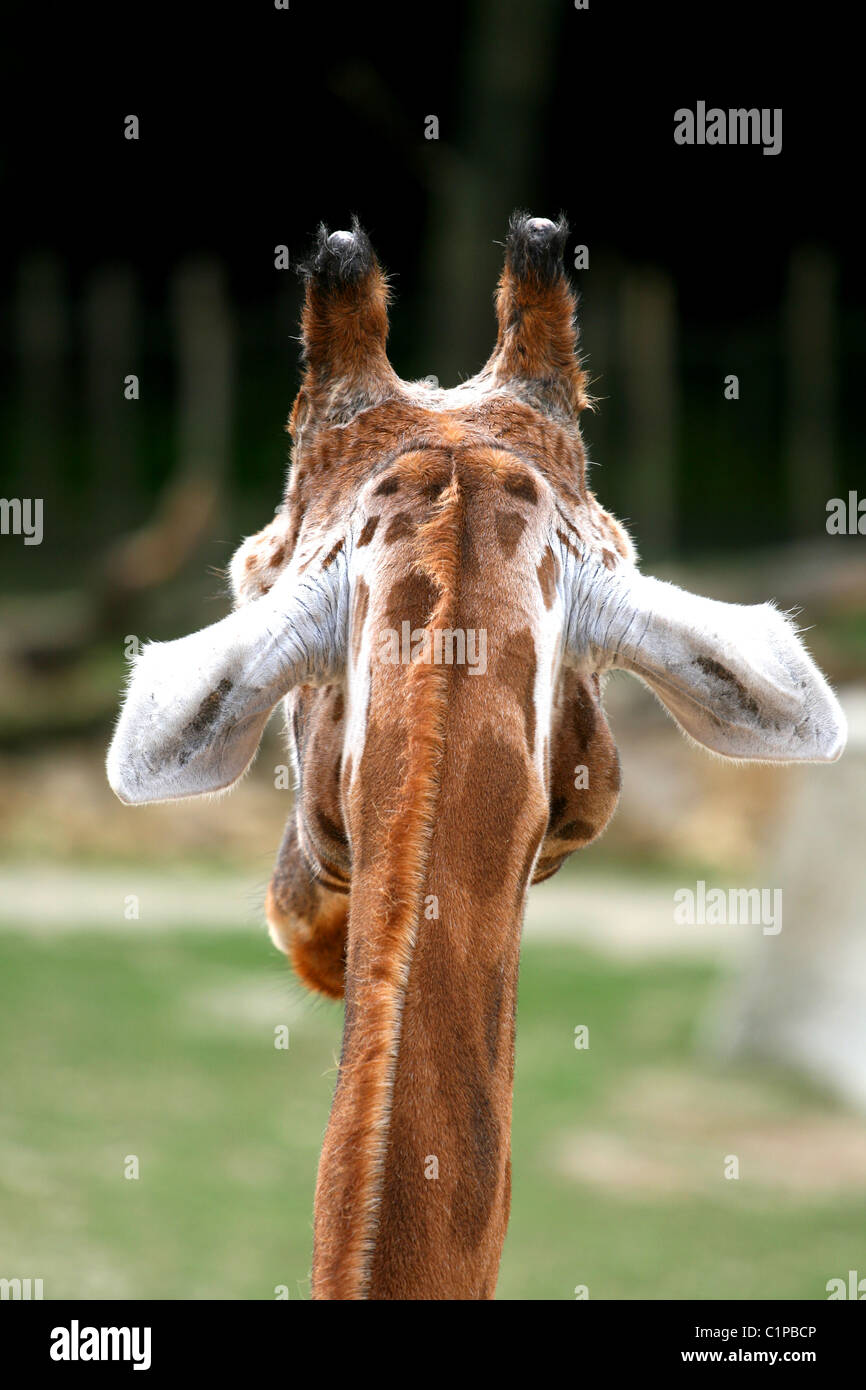 Giraffe Back Neck Head High Resolution Stock Photography and Images - Alamy