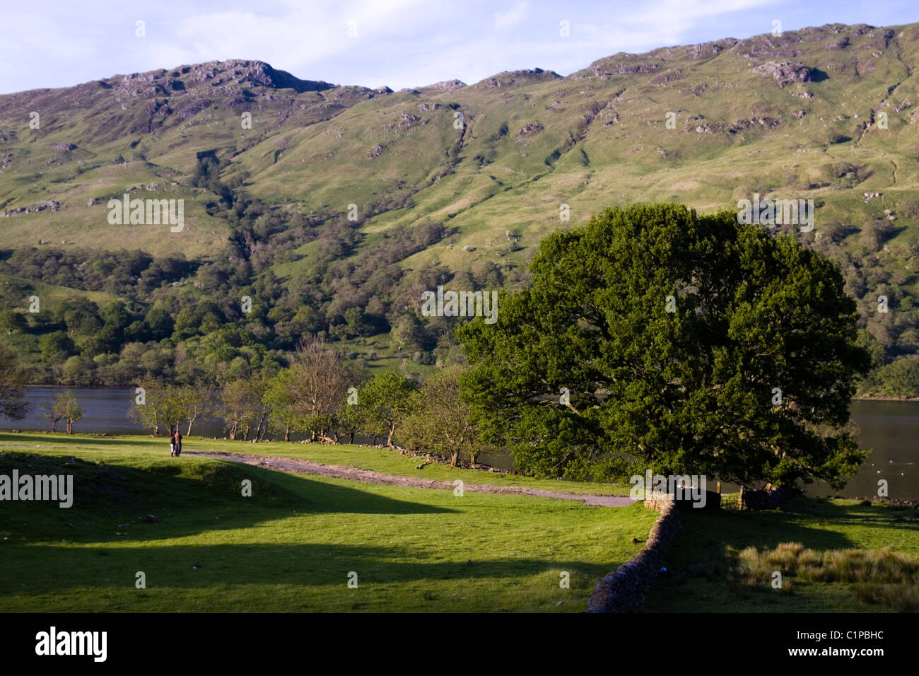 Image of oak tree hi-res stock photography and images - Alamy