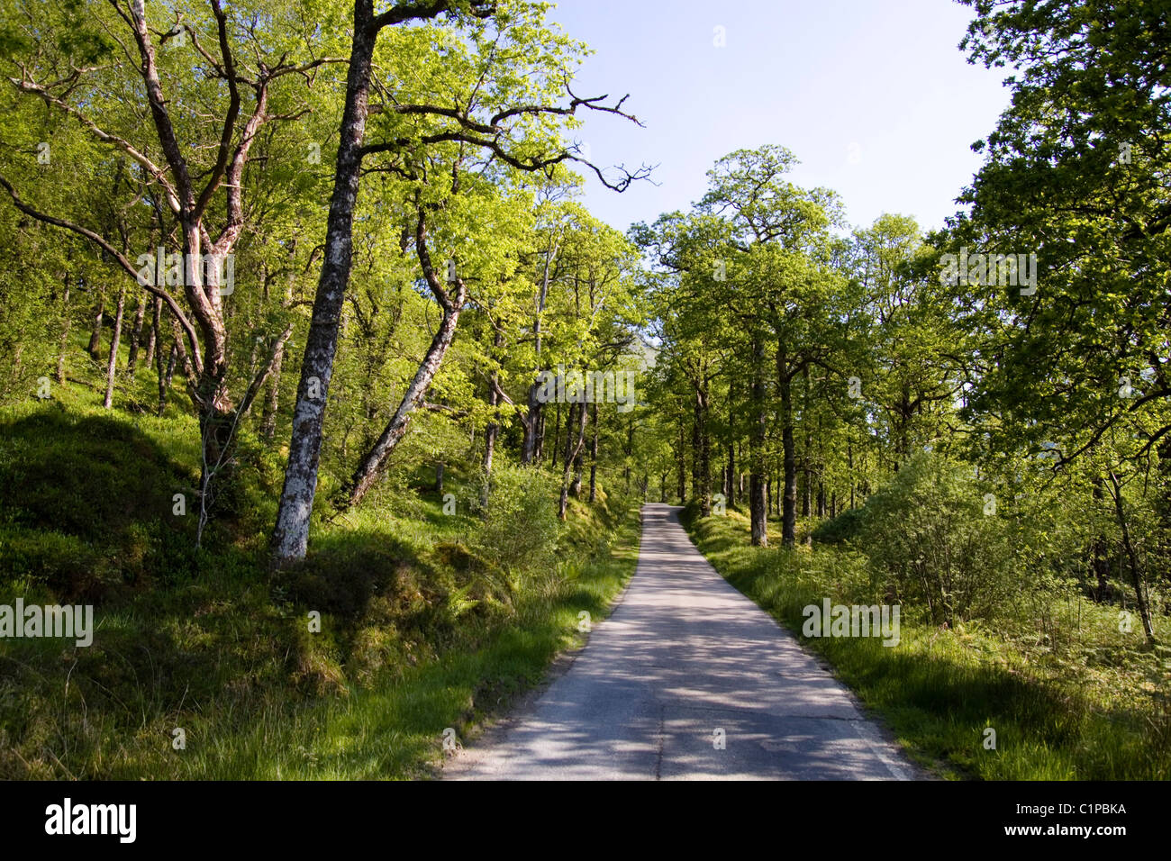 Image of tree lined road hi-res stock photography and images - Alamy