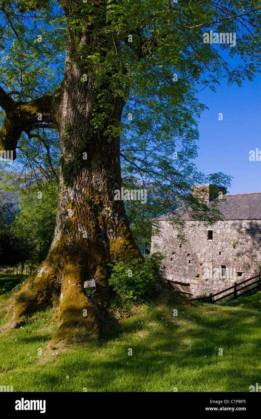Scotland, Argyll, Bonawe Iron Furnace, trunk of old tree with building ...