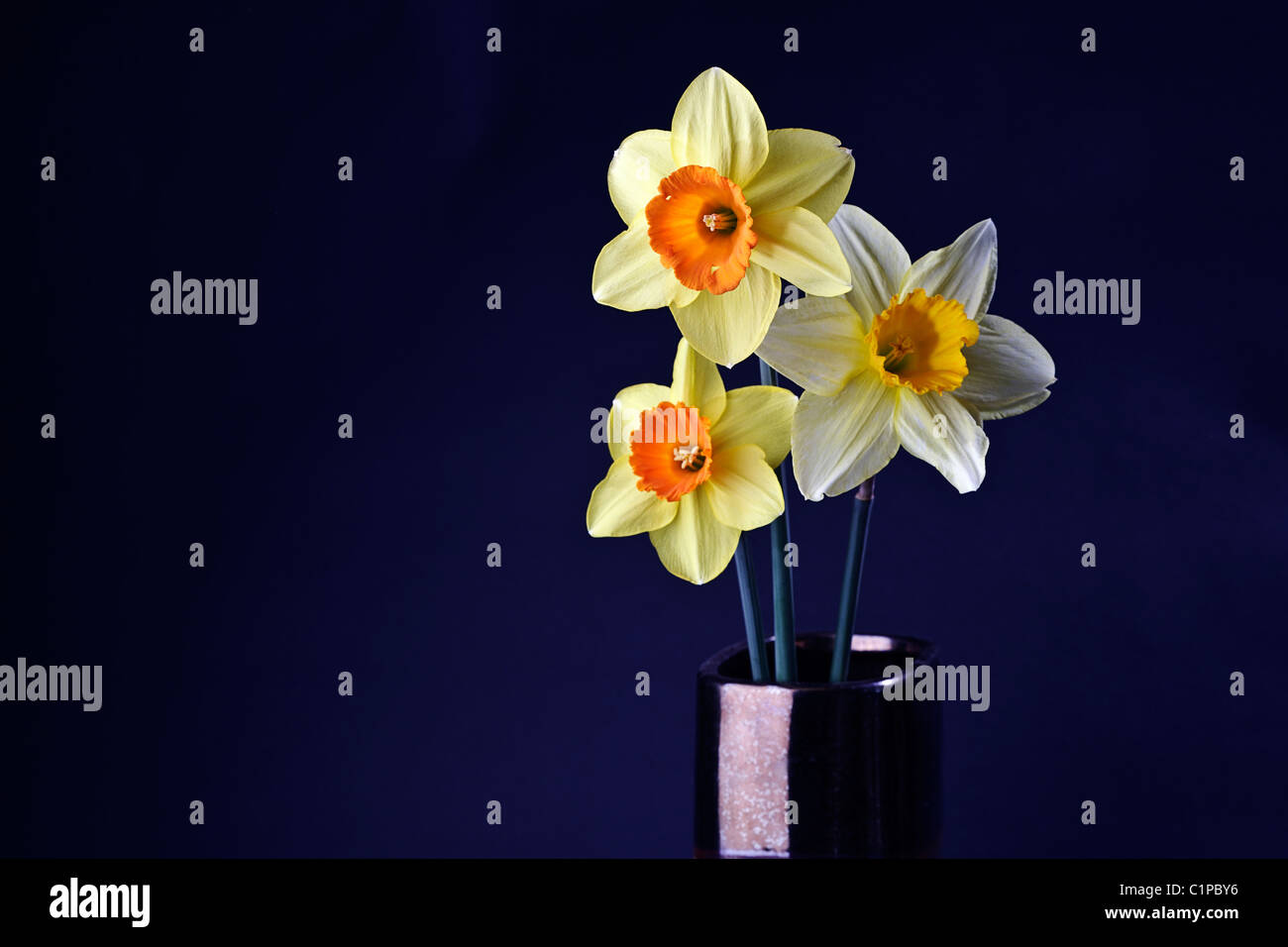 Still life of three daffodils in a stone vase against a black ... Still life of three daffodils in a stone vase against a black ...