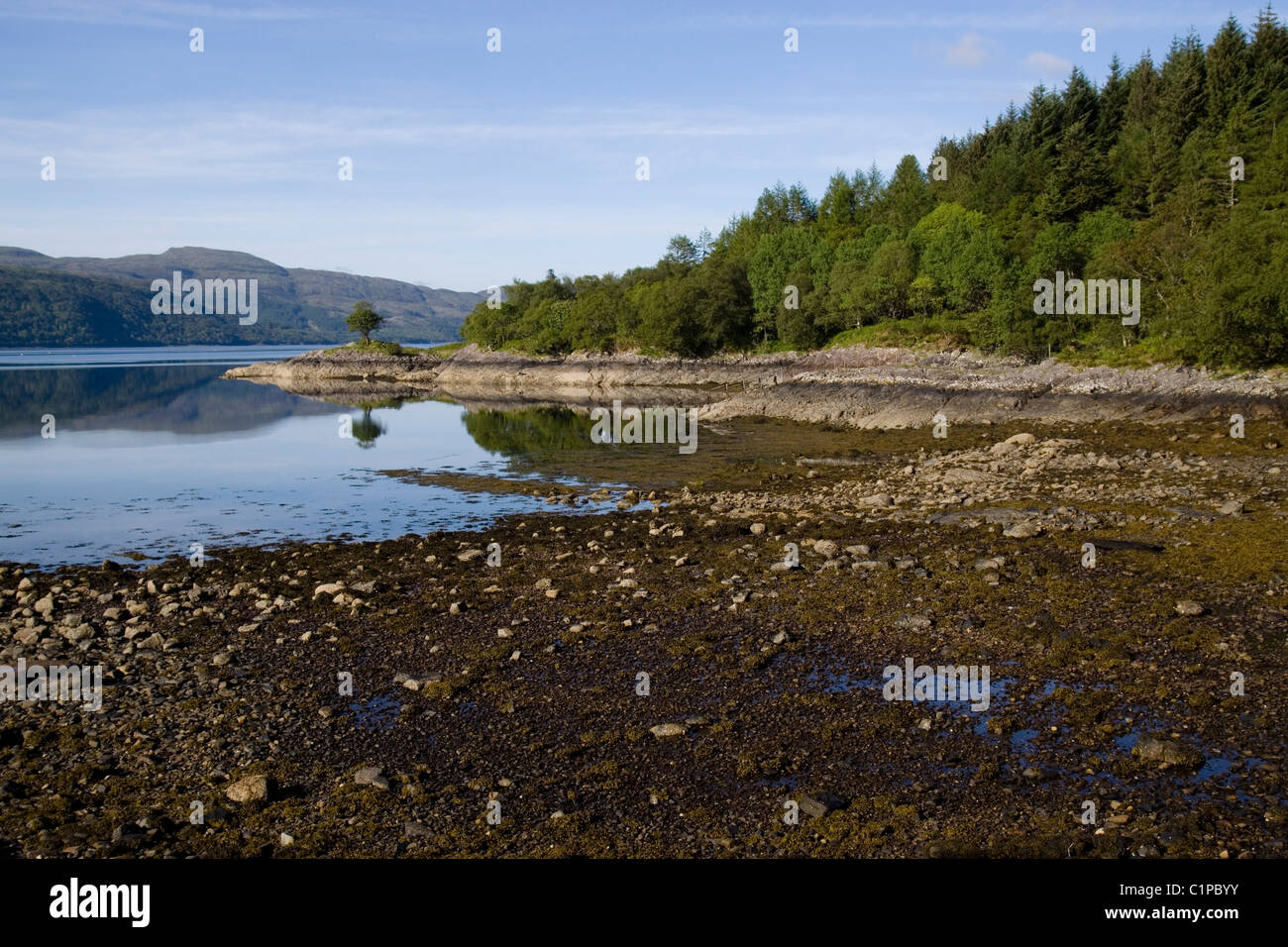 Scotland ardnamurchan glenborrodale loch sunart hi-res stock ...