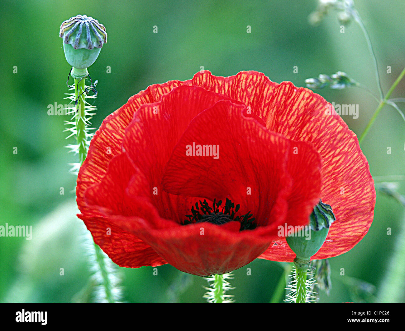 Close-up picture of an open single poppy, taken in a field near Tewin ...