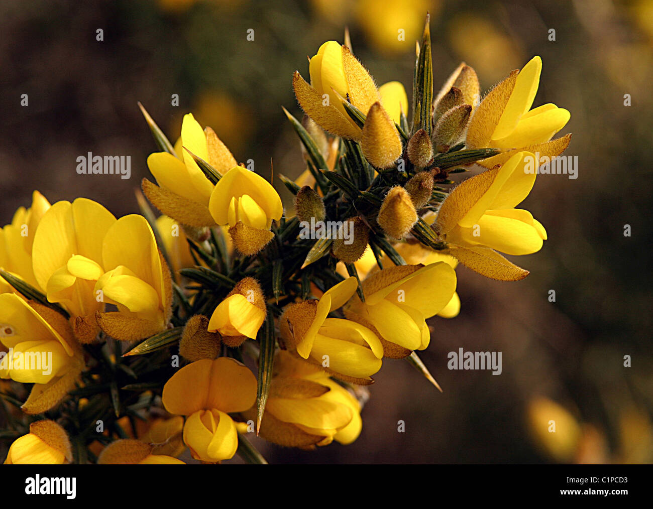 Perfect shoot hi-res stock photography and images - Alamy