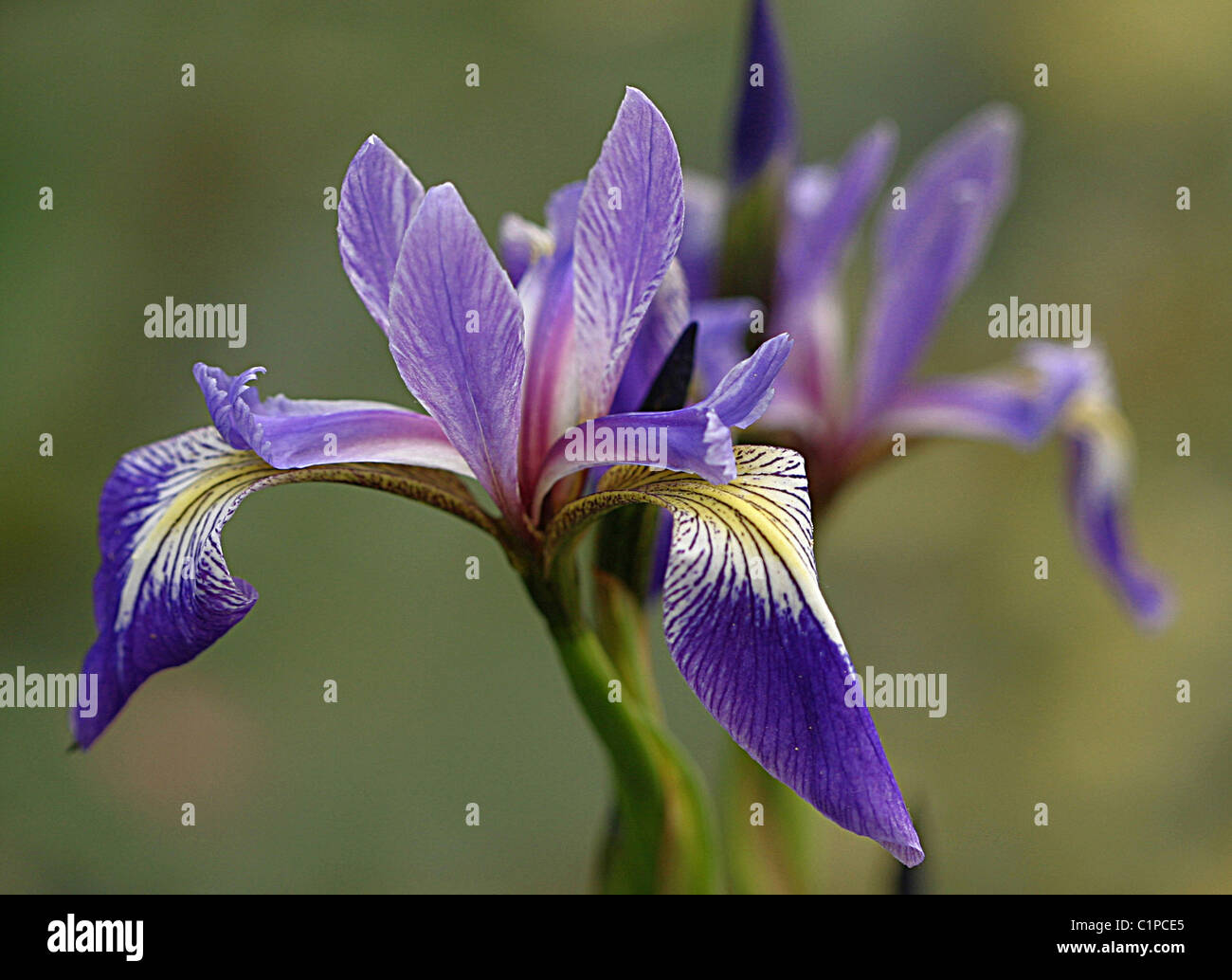 A perfect pair of irises Stock Photo - Alamy