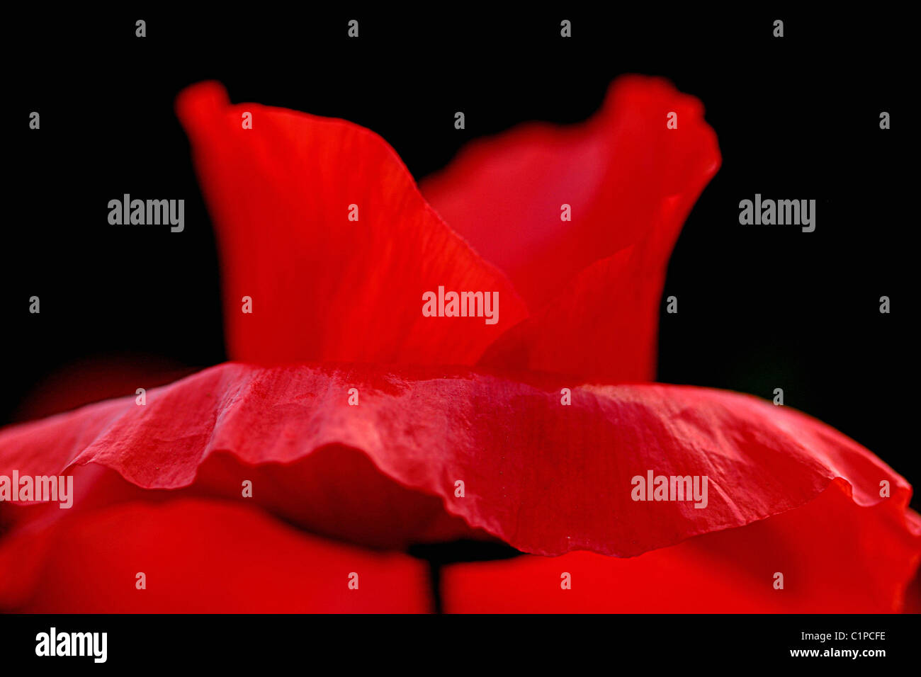 The red poppy ballet hi-res stock photography and images - Alamy