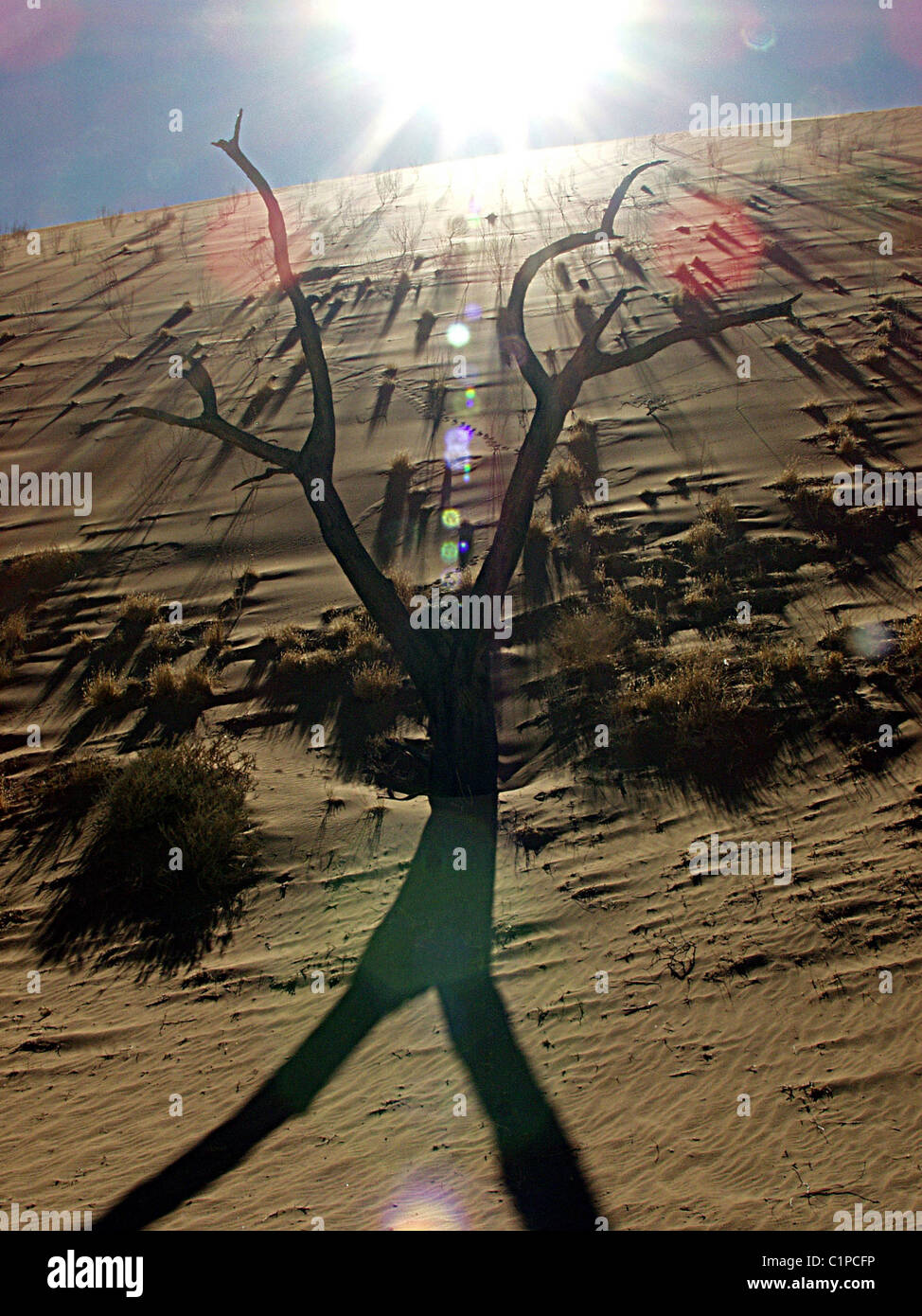 Sun shines over a camel thorn tree, creating a shadow, in the ...