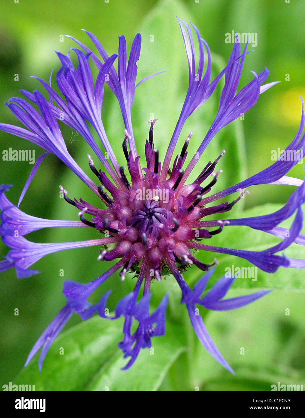 A photograph of a Greater knapweed from above Stock Photo - Alamy