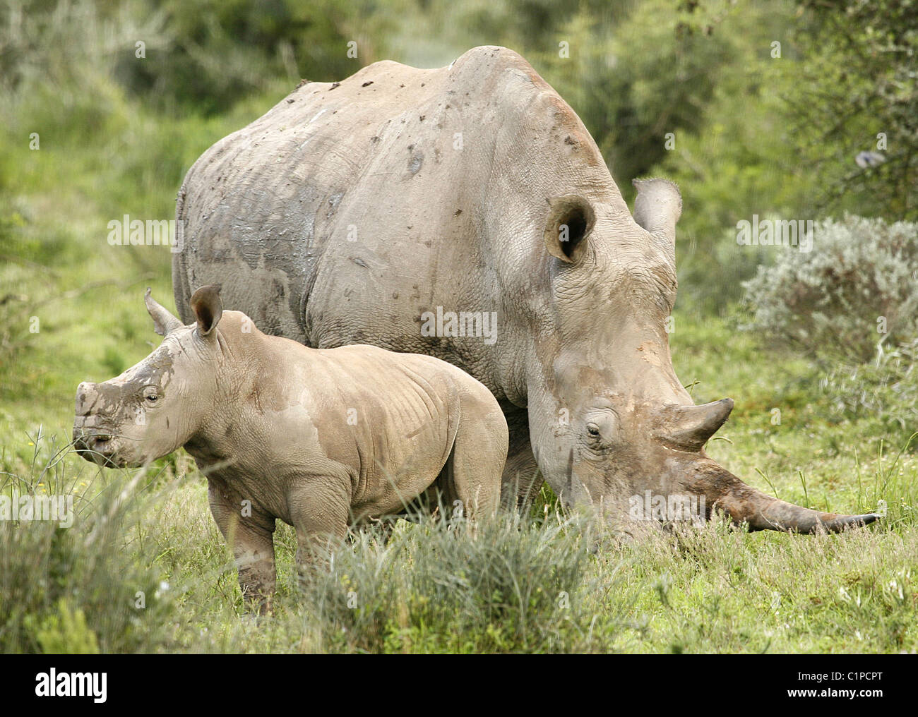 Shamwari hi-res stock photography and images - Alamy