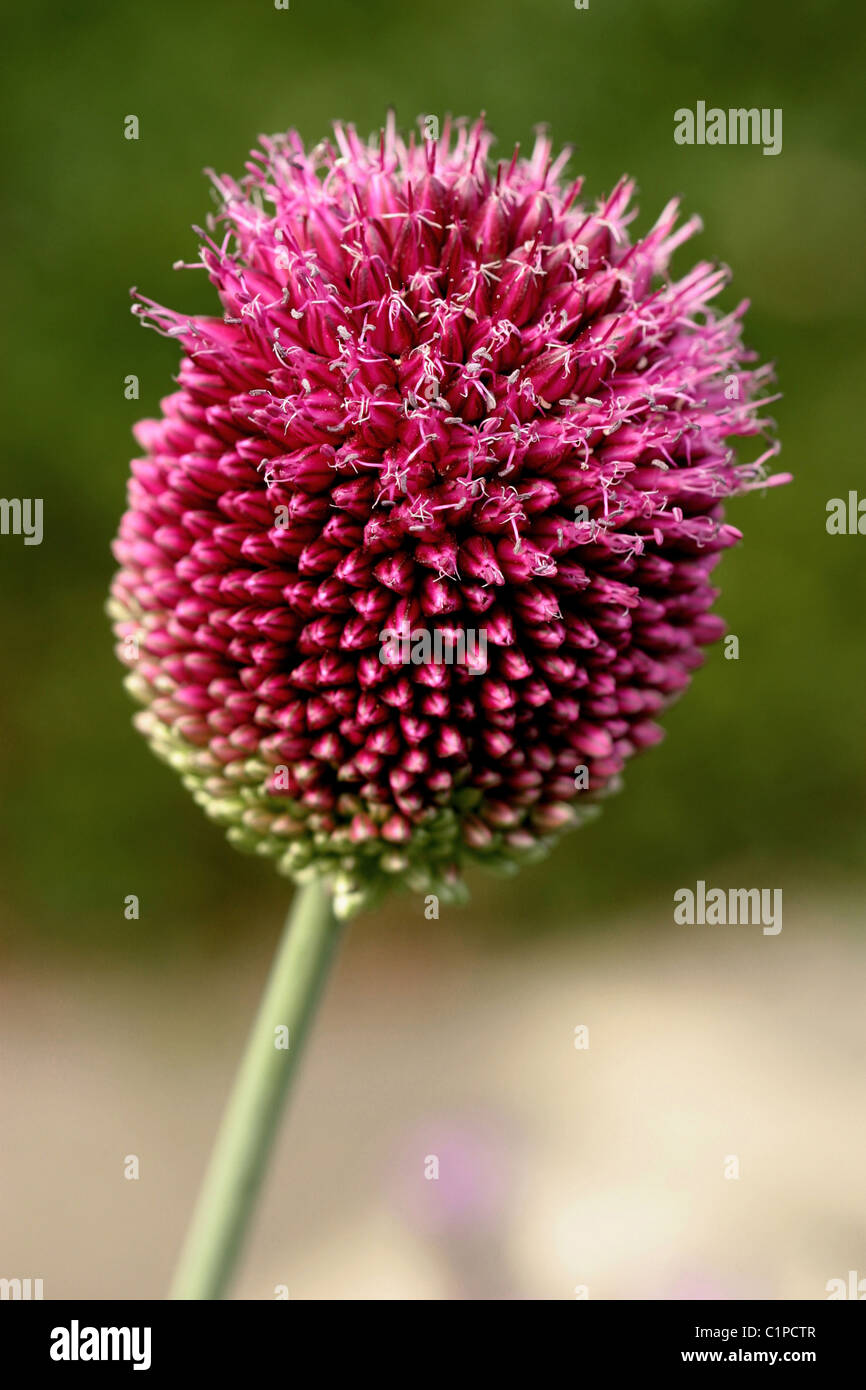 Alium flower head hi-res stock photography and images - Alamy