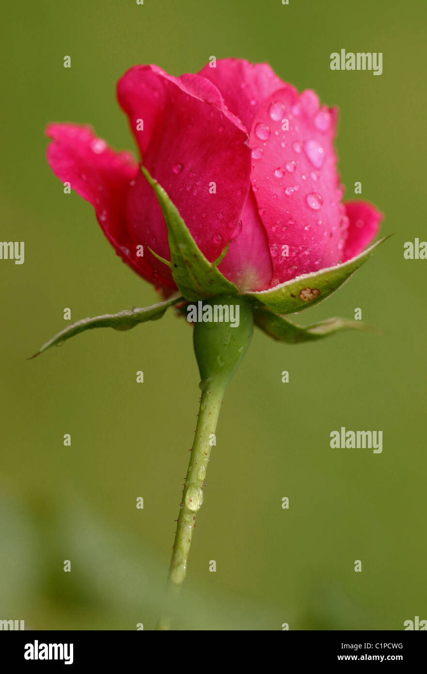 Single red rose with rain drops Stock Photo - Alamy