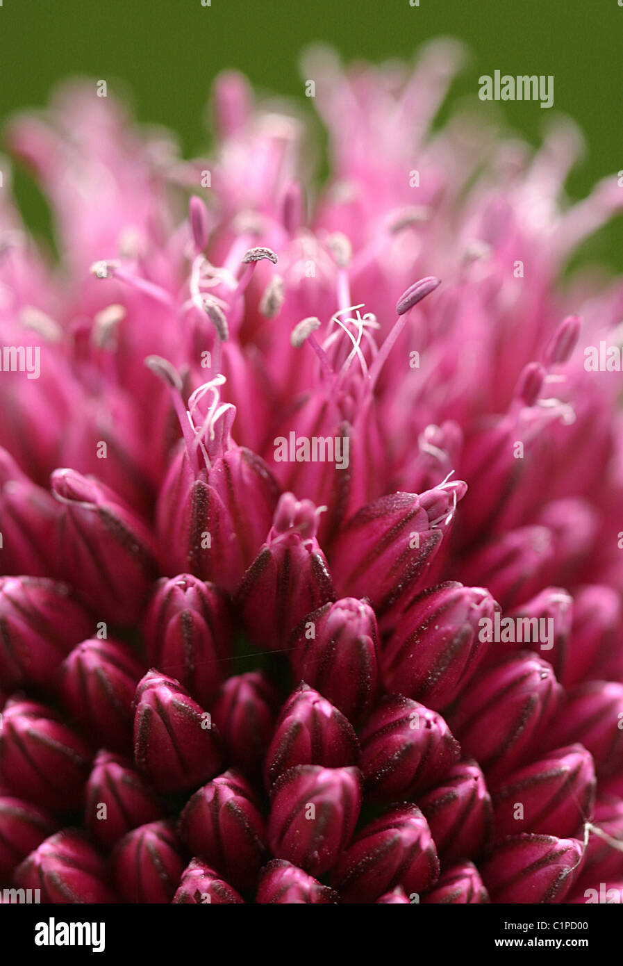 A close-up photograph of an Allium with the top part opening, showing ...