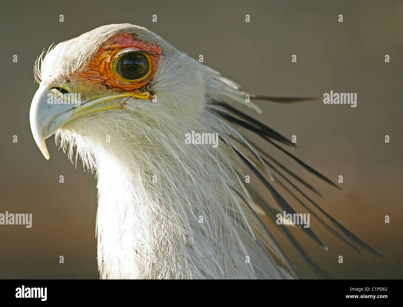 At eagle encounters hi-res stock photography and images - Alamy