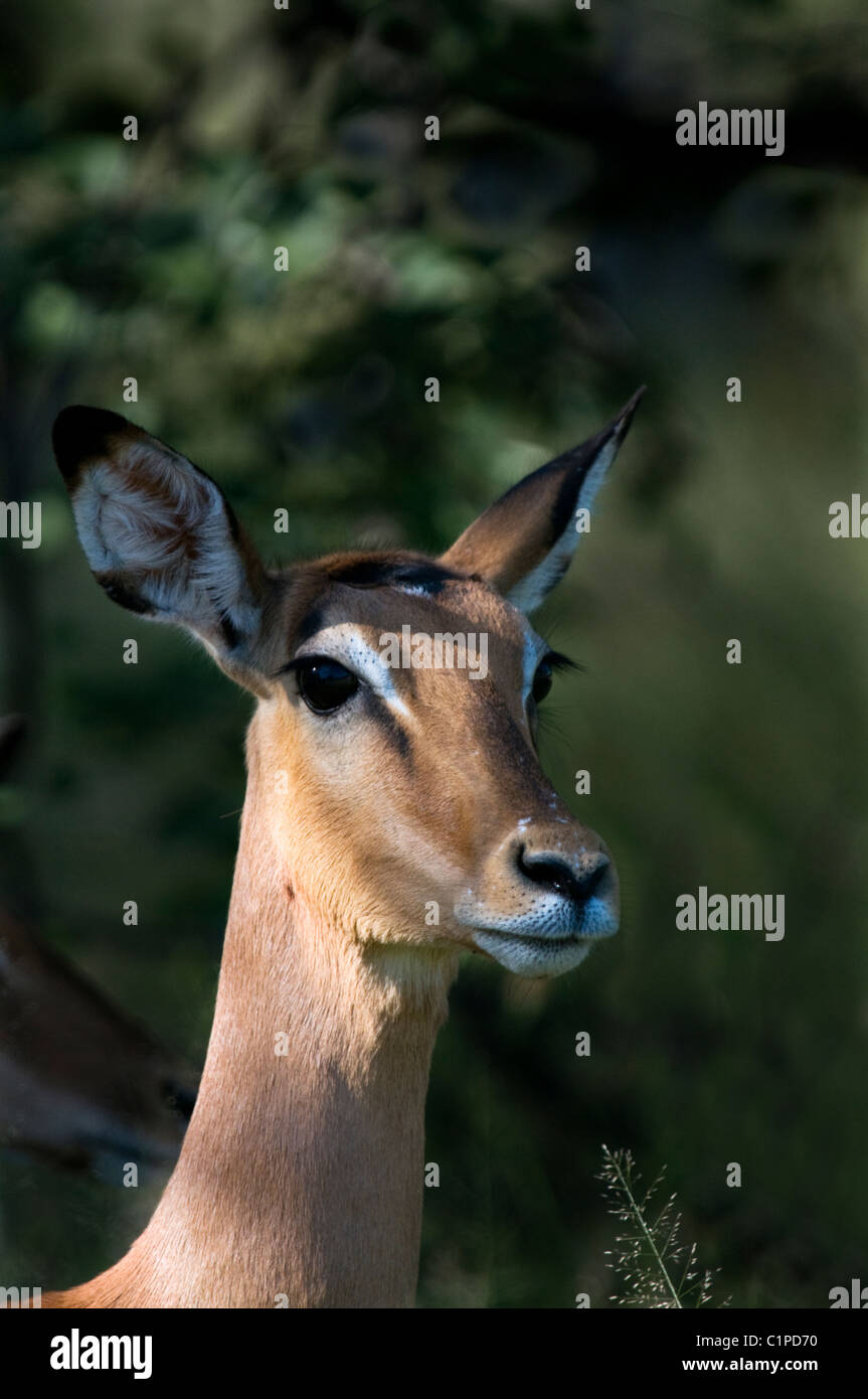 Impala facial features hi-res stock photography and images - Alamy