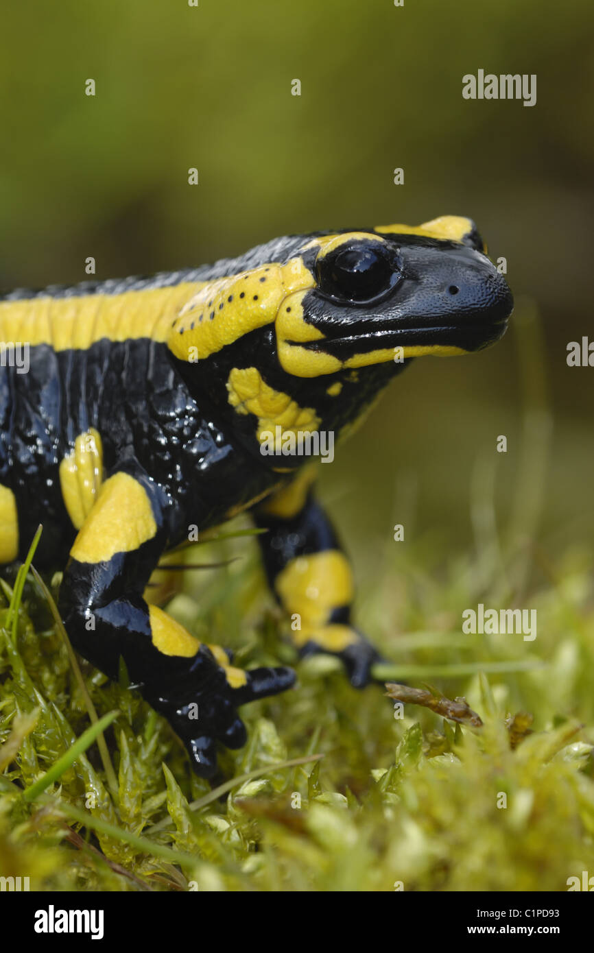Feuersalamander hi-res stock photography and images - Alamy