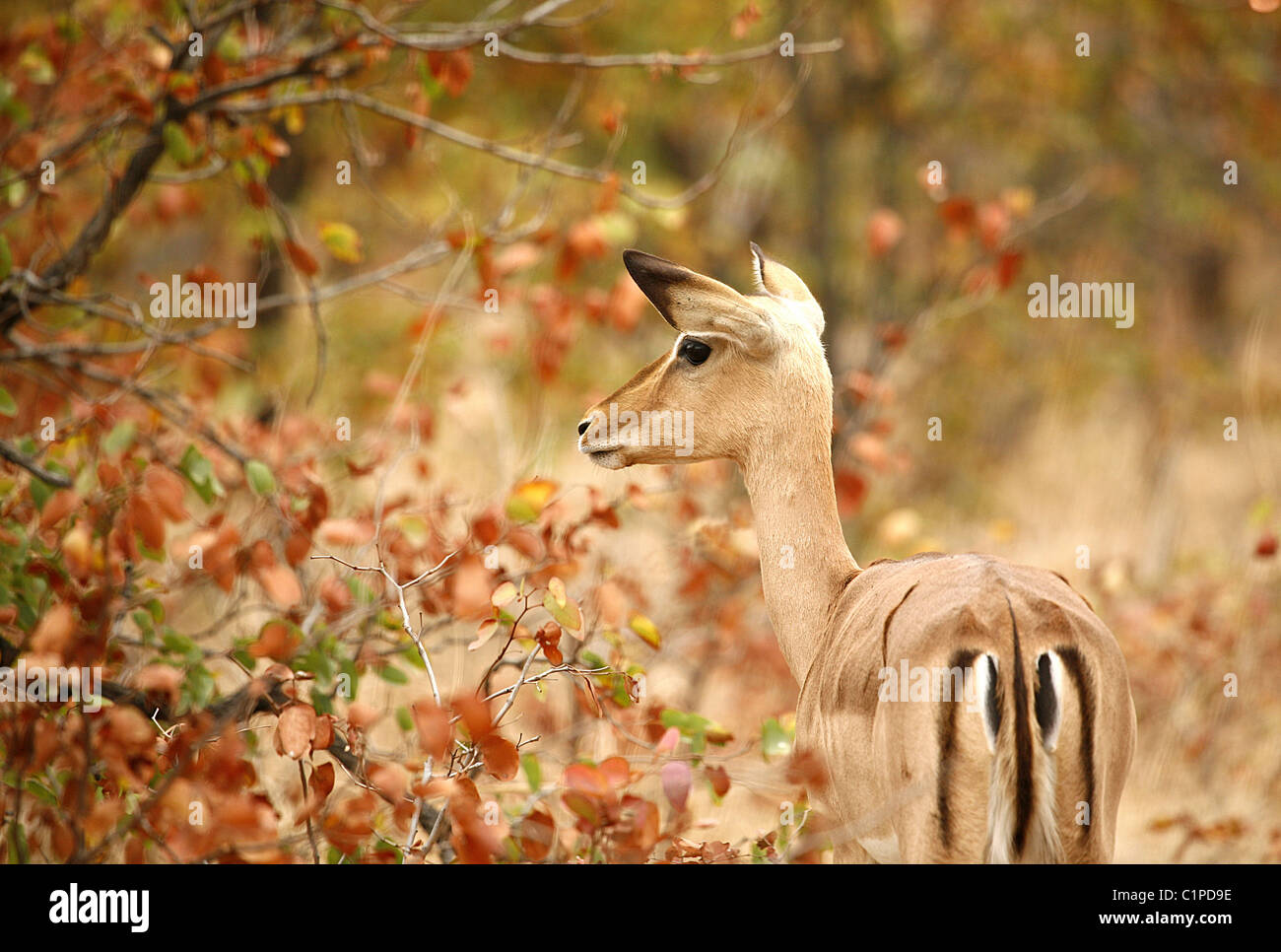 Roe deer or Roebuck ( Capreolus capreolus). Note how it's fawn ...