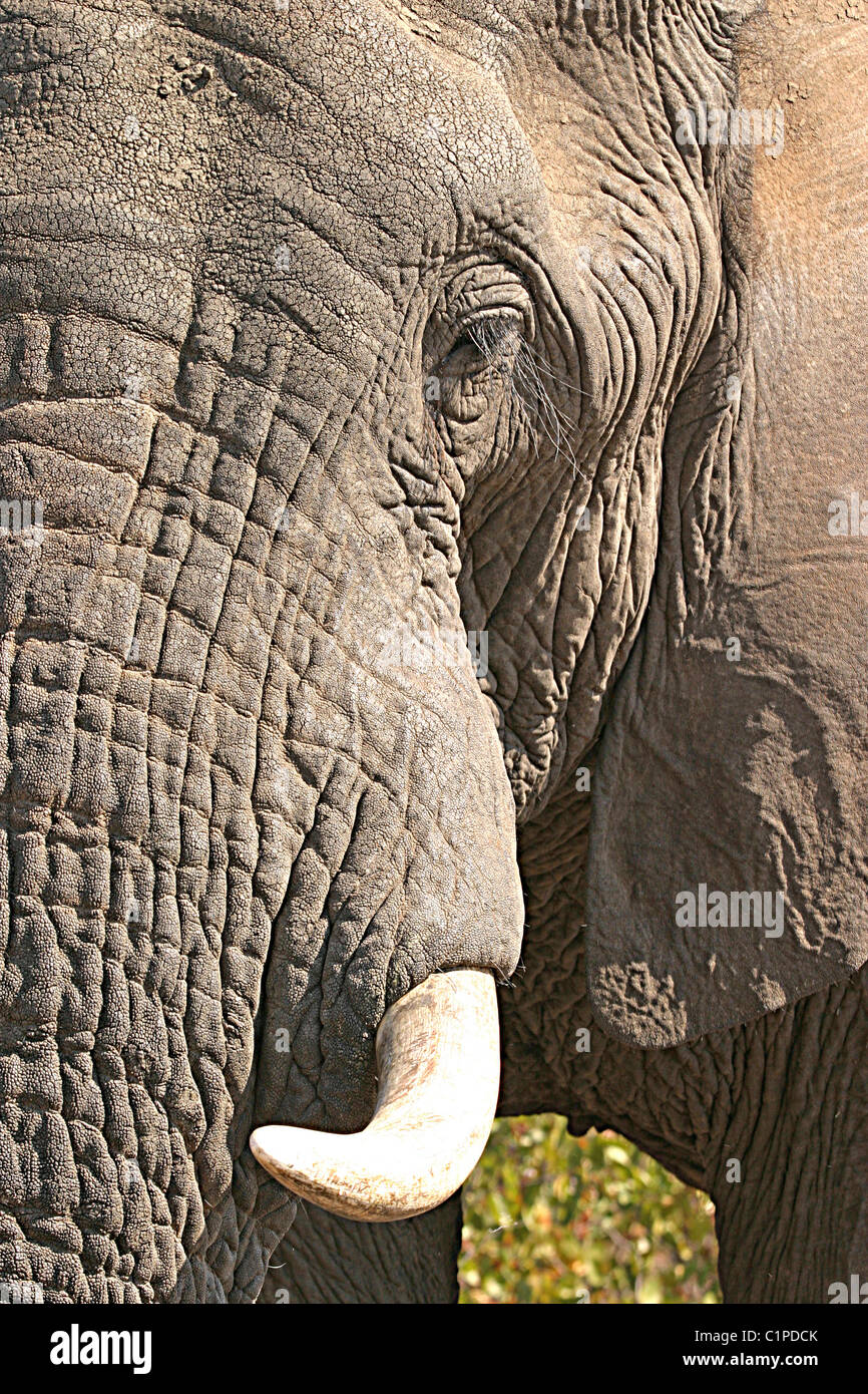 Elephant half head from right. Kruger Park elephant, taken at close ...
