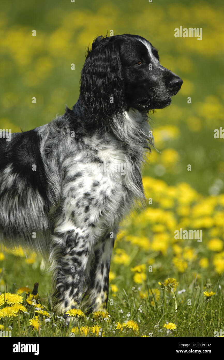 Large Munsterlander, male dog Stock Photo - Alamy