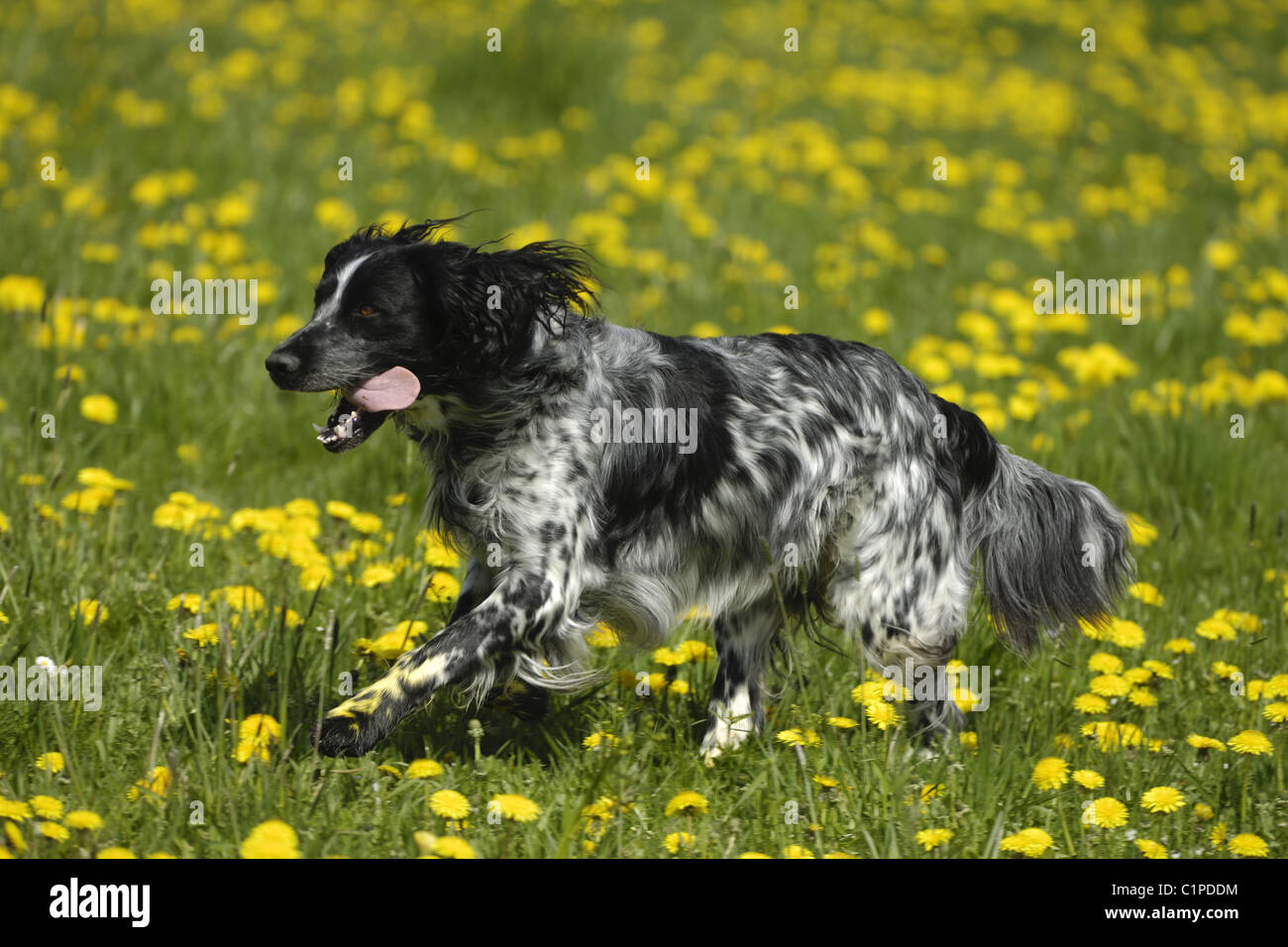 Grosser munsterlander vorstehhund hi-res stock photography and images ...