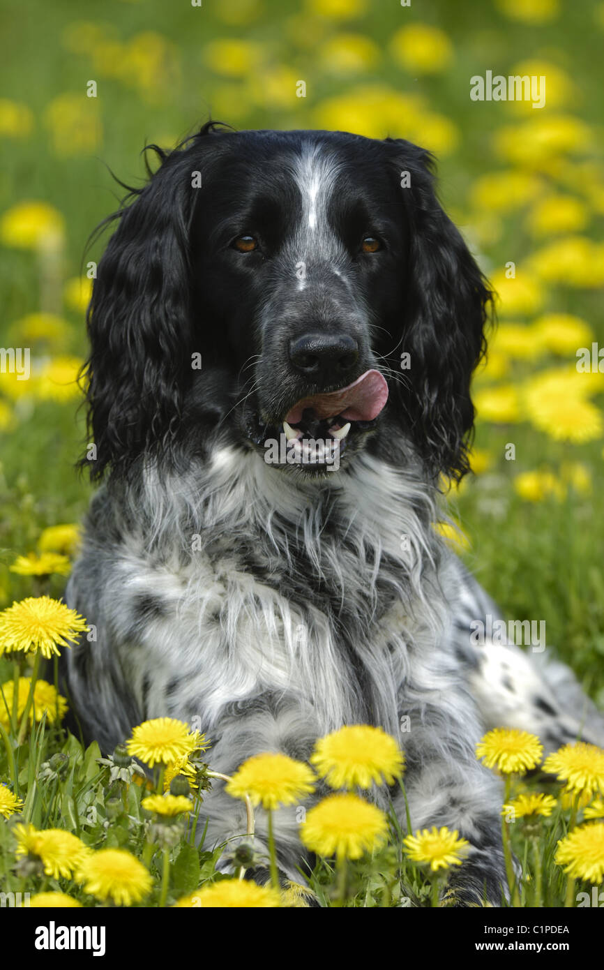 Large Munsterlander, male dog Stock Photo - Alamy