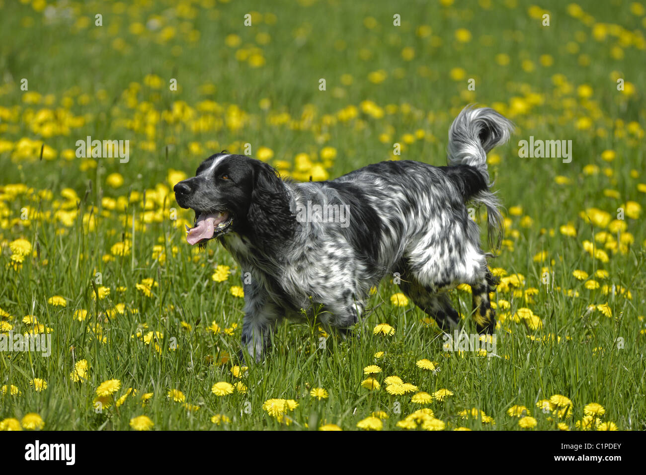 Large Munsterlander, male dog Stock Photo - Alamy