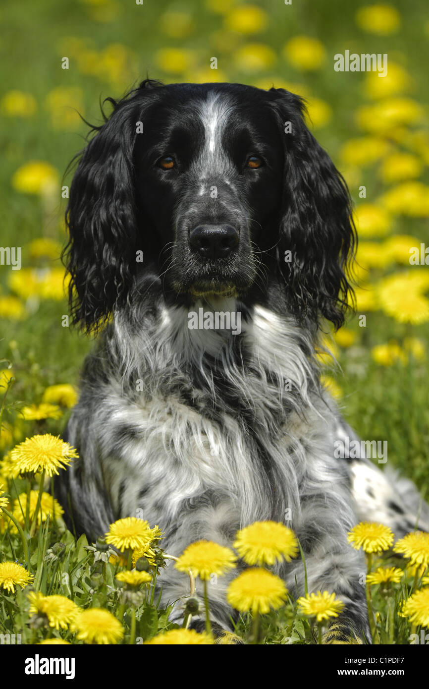 Large Munsterlander, male dog Stock Photo - Alamy