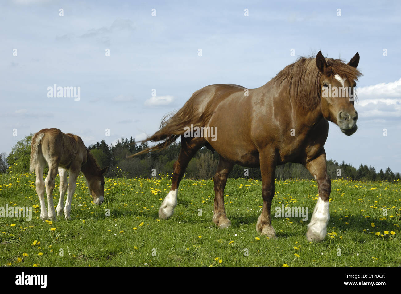Draught Horse, mare with foal Stock Photo - Alamy
