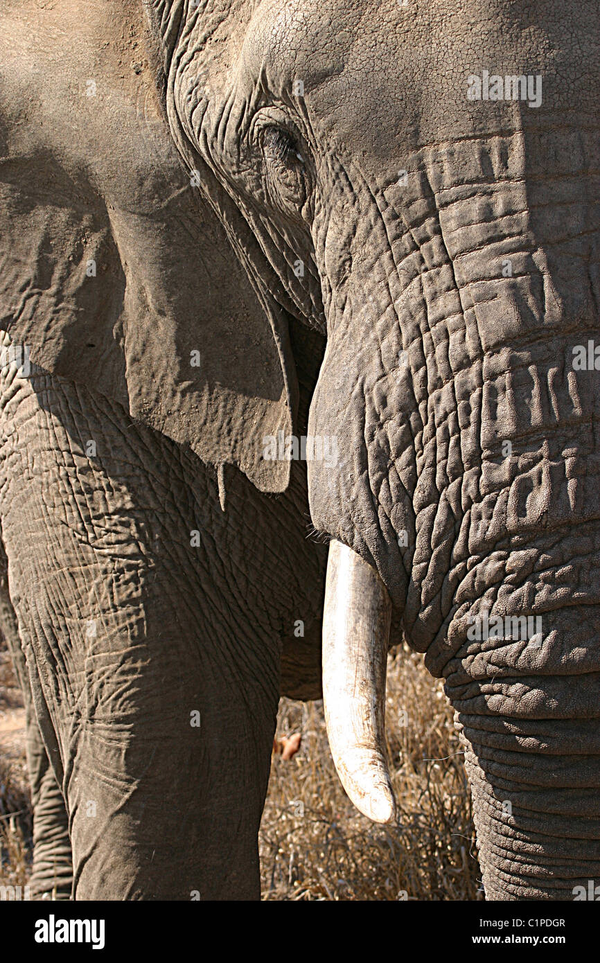 Elephant head left side hi-res stock photography and images - Alamy