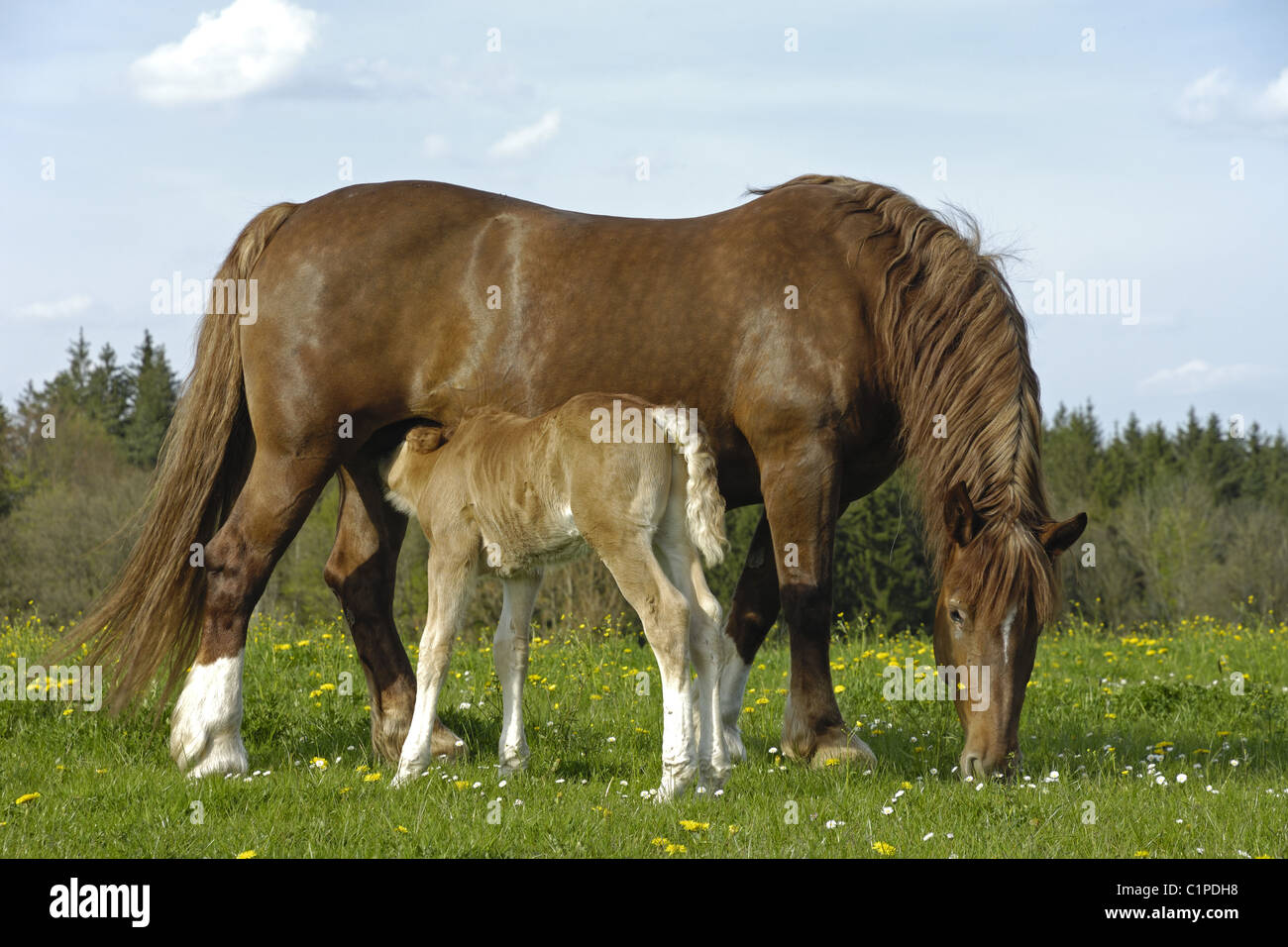 Draught horse, mare with foal Stock Photo - Alamy