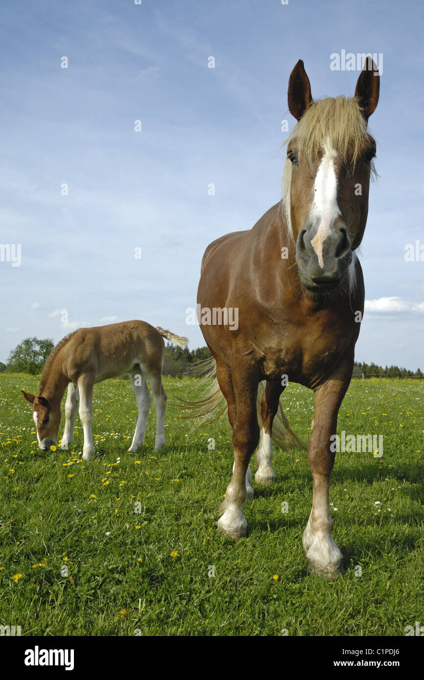Draught horse, mare with foal Stock Photo - Alamy
