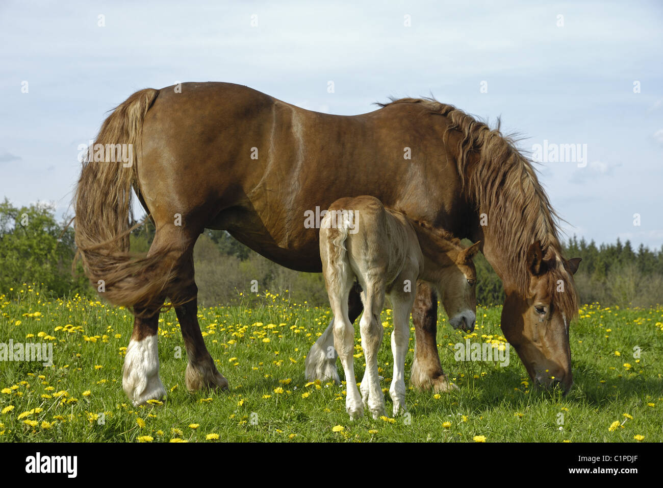 Draught Horse, mare with foal Stock Photo - Alamy
