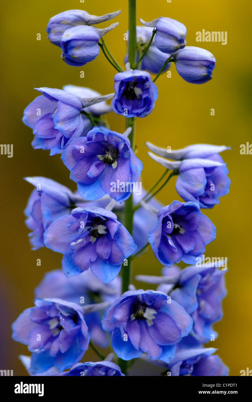 Bright blue delphinium flower hi-res stock photography and images - Alamy