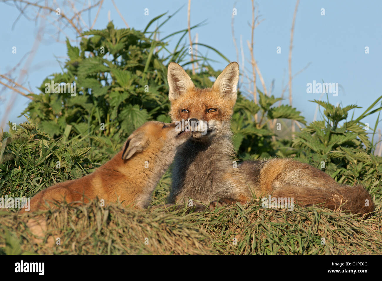 European red fox family hi-res stock photography and images - Alamy