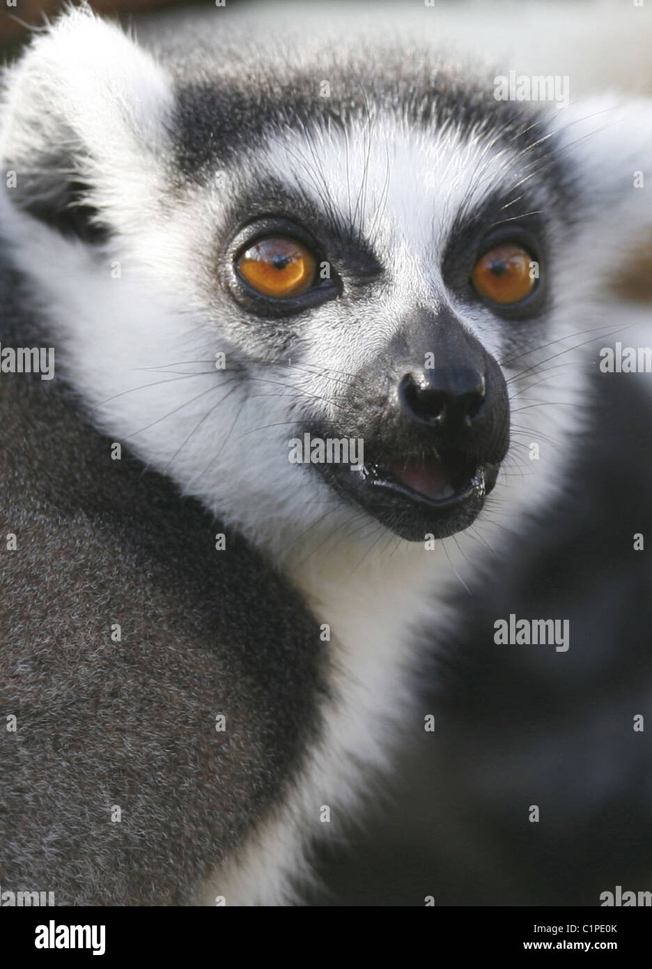 Ring-tailed lemur close up with mouth open. A photograph by Tricia ...