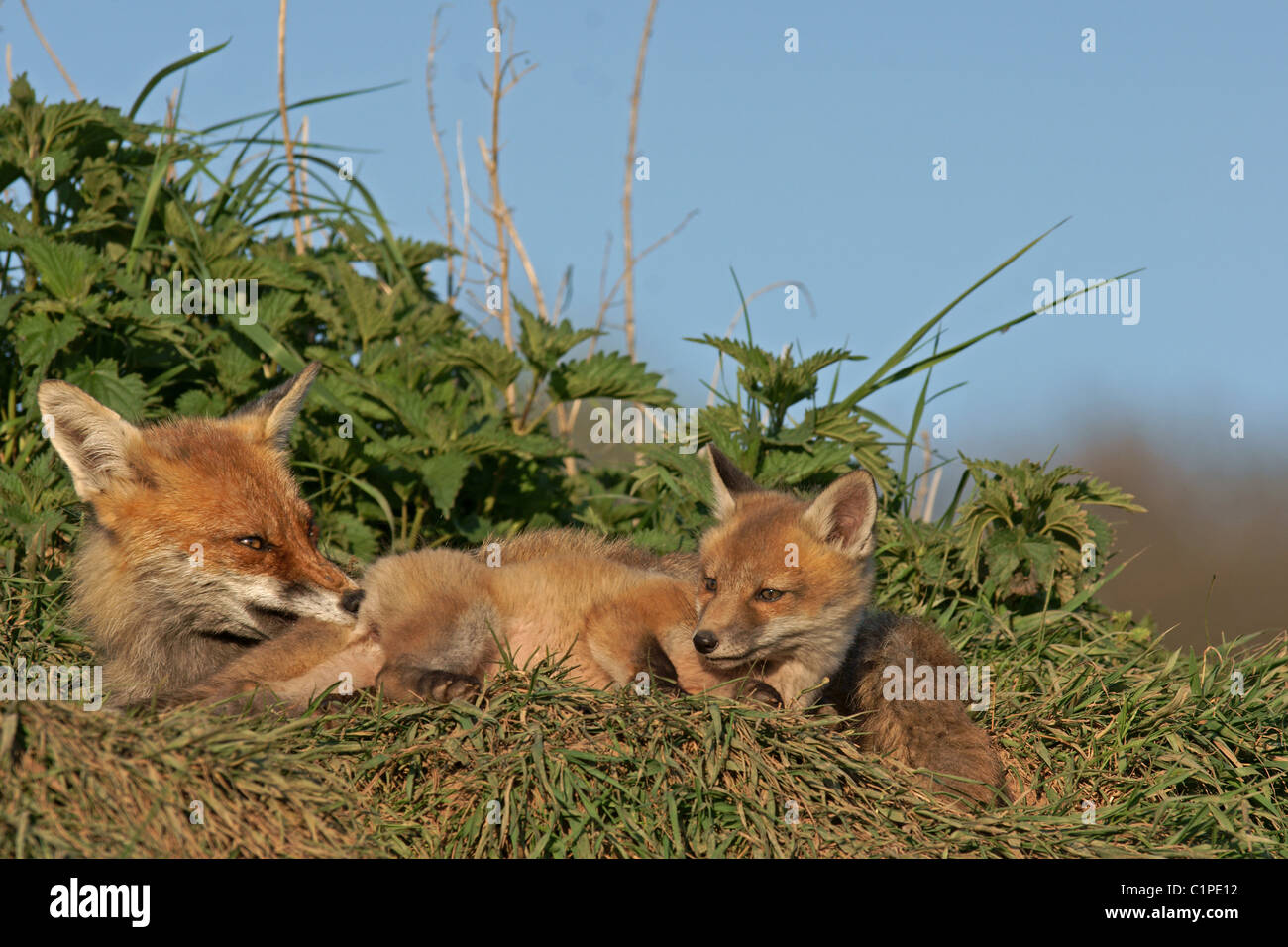 Red fox family hi-res stock photography and images - Alamy