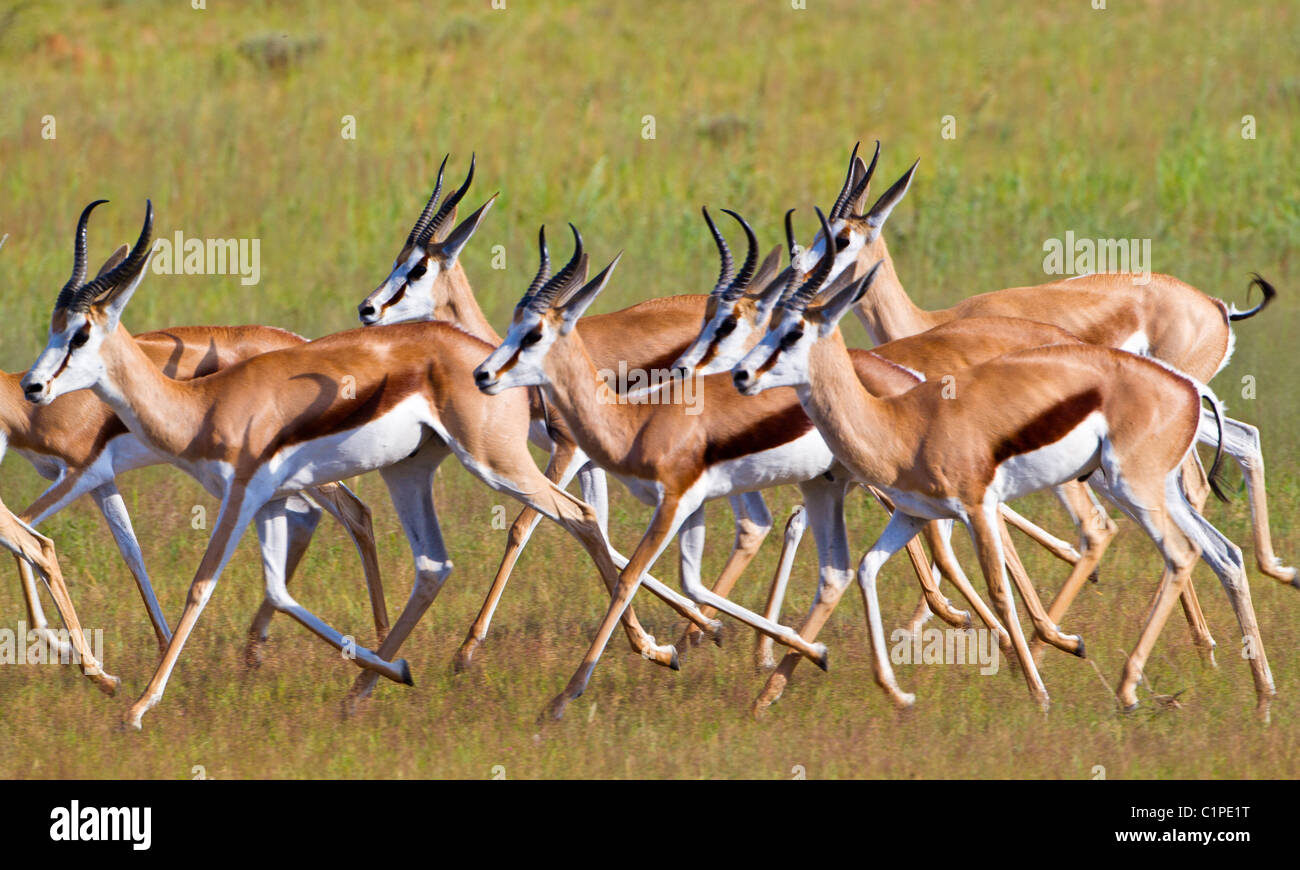 Springbok Running
