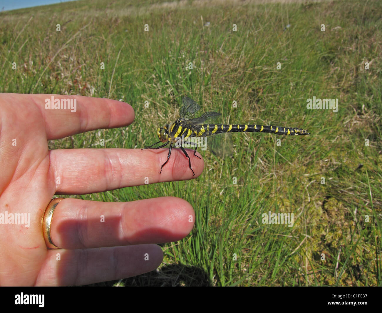 Golden-ringed Dragonfly Common Goldenring Stock Photo - Alamy