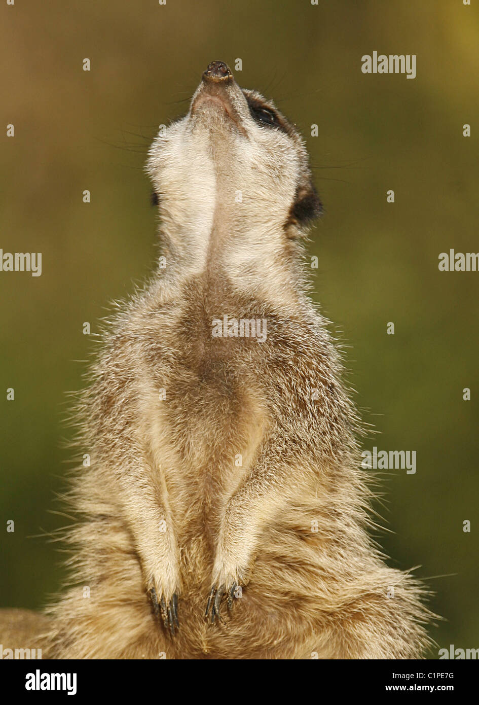 A meerkat staring. A meerkat (Suricate suricatta) in typical sentry ...