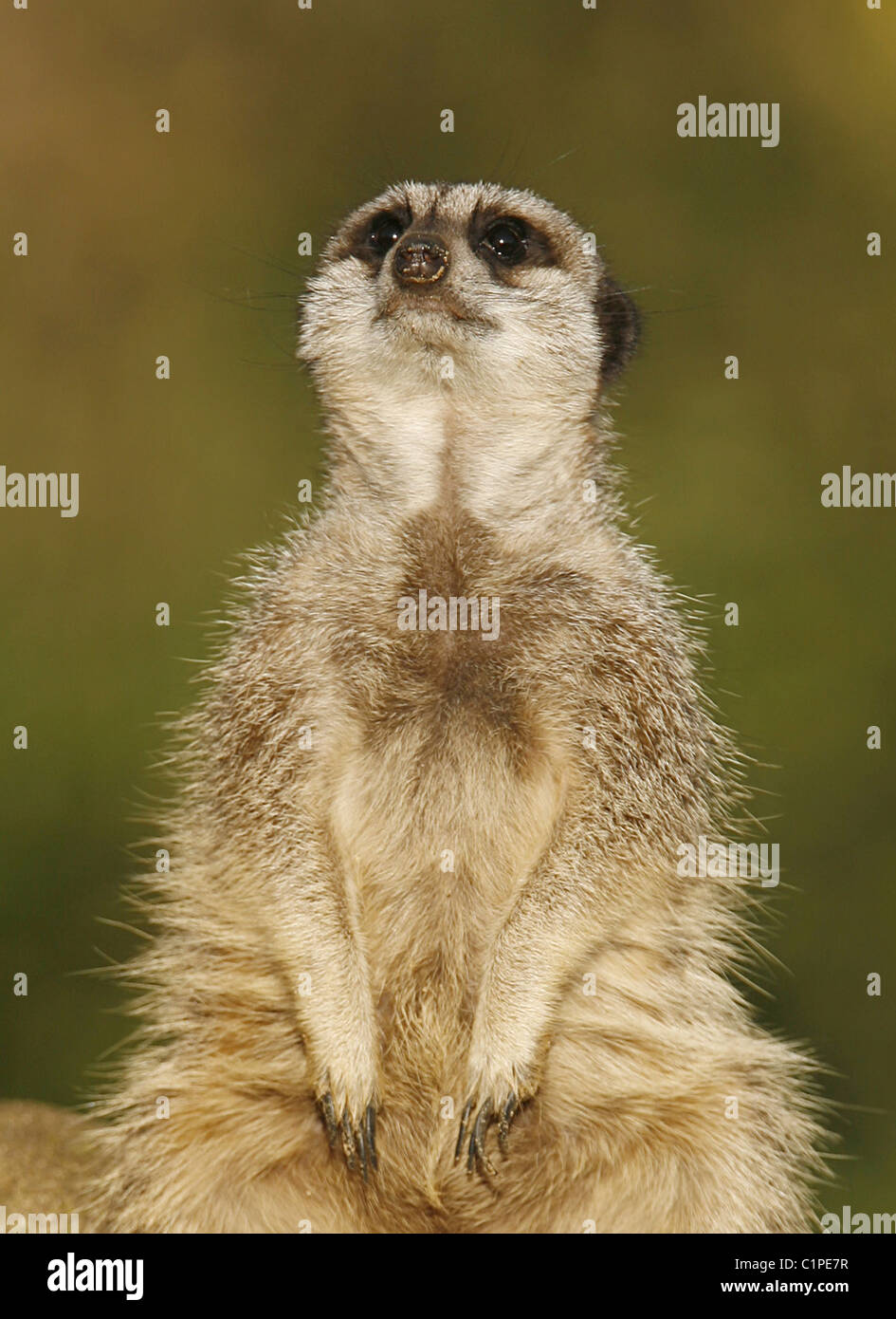 A meerkat staring. A meerkat (Suricate suricatta) in typical sentry ...