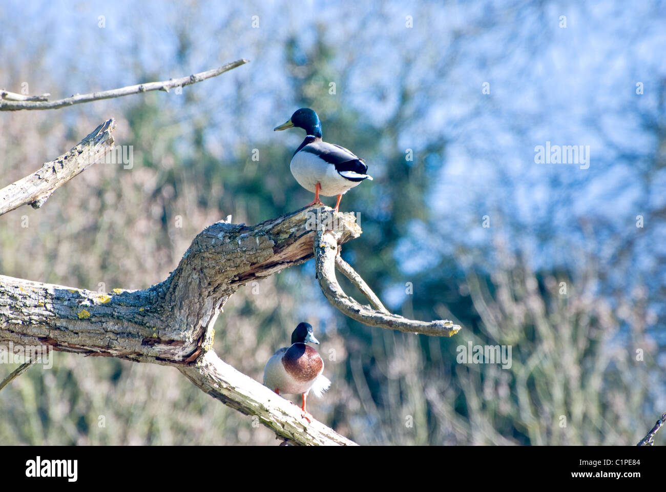 Two Mallard ducks in a tree Stock Photo - Alamy